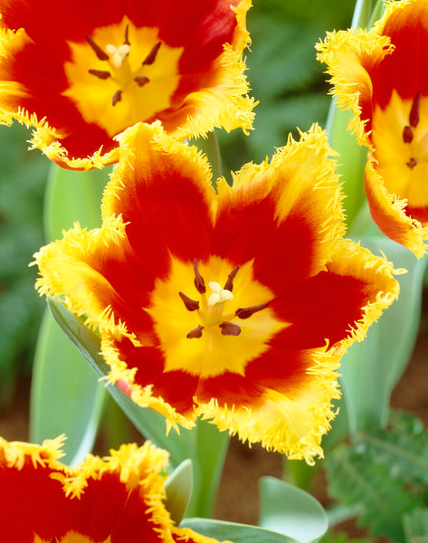 Davenport Tulip | Buy Fabio Tulip Bulbs online | Bulbs Direct NZ