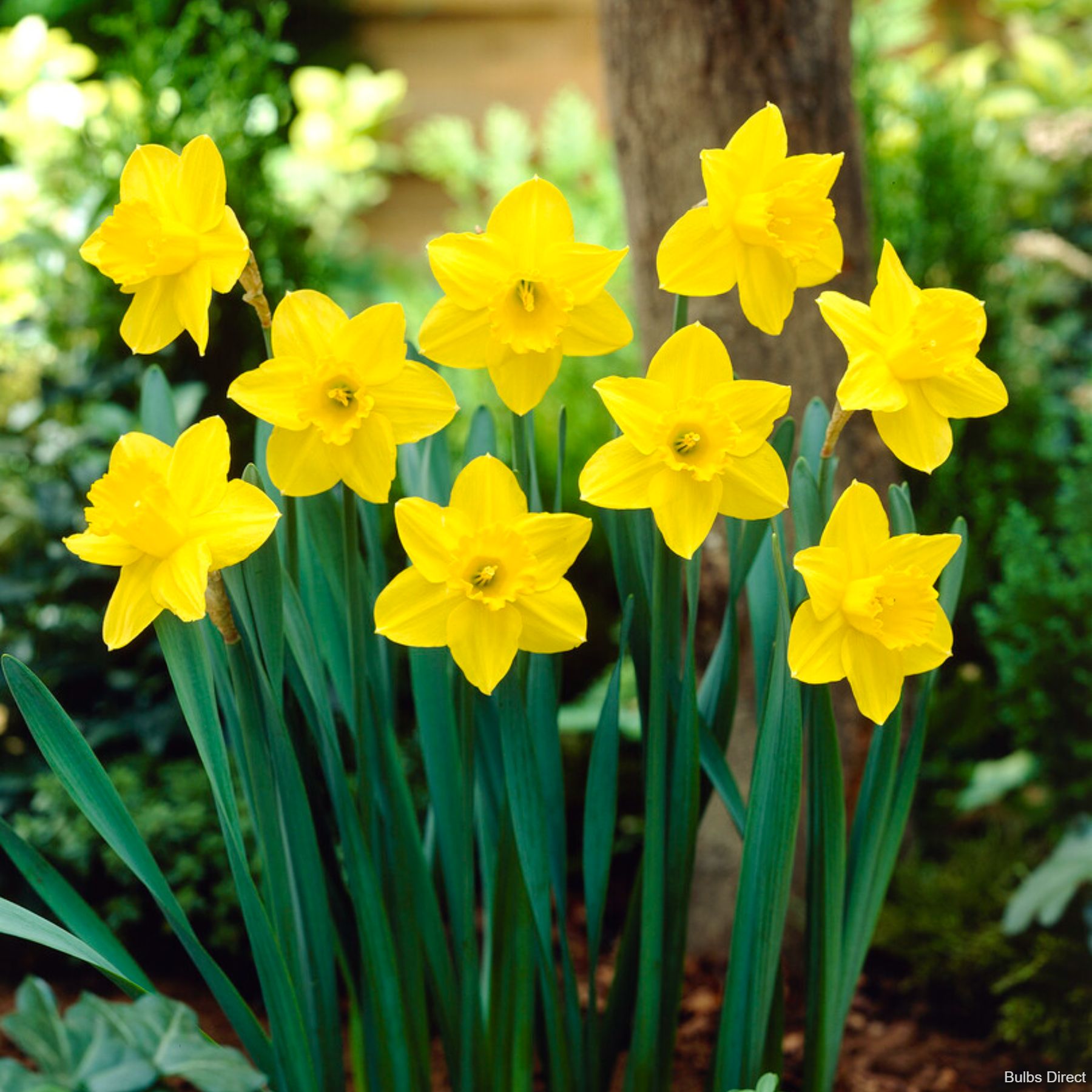 California Daffodils | Order Daffodil Bulbs online | Bulbs Direct NZ