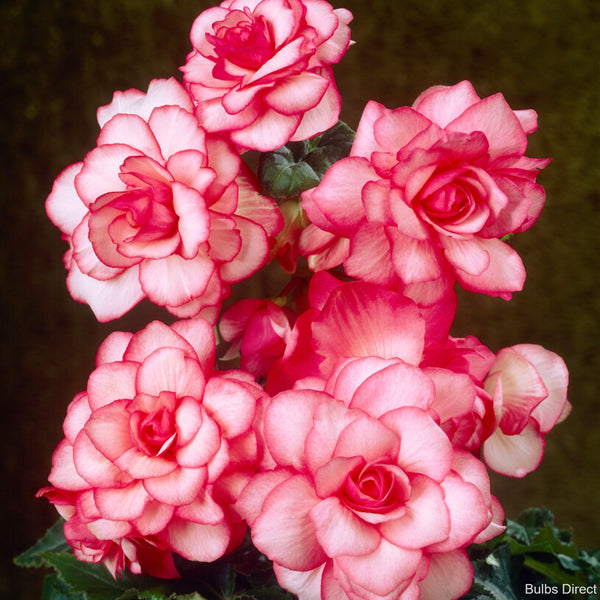 Bouton de Rose Begonia | Order Begonia Tubers online - Bulbs Direct NZ