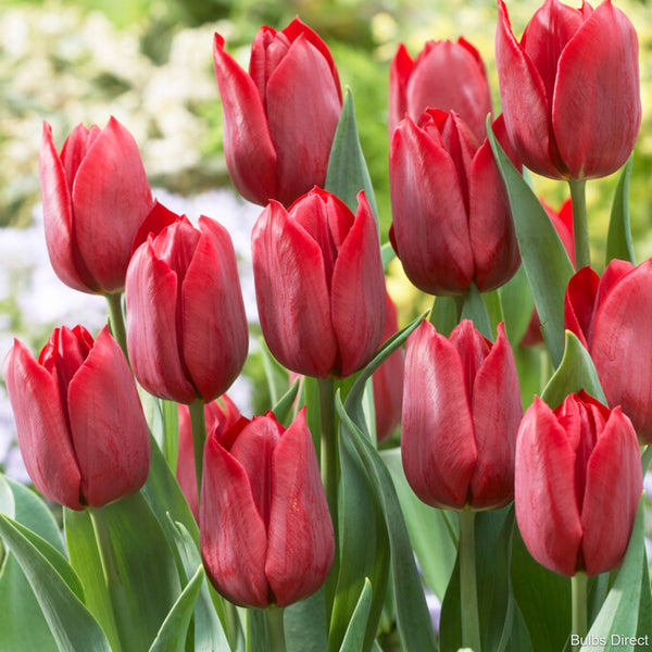 Pallada Tulip | Order Tulip Bulbs online | Bulbs Direct NZ