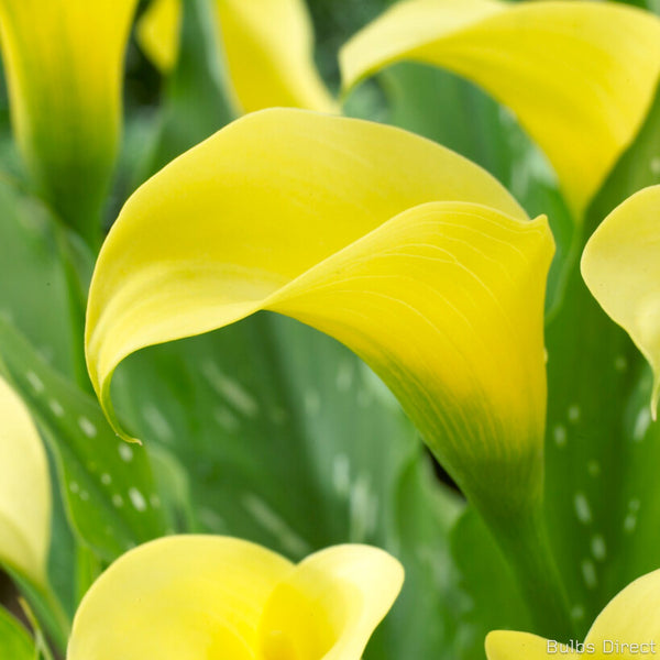 Goldilocks Callas | Order Calla Lily Bulbs online | Bulbs Direct NZ