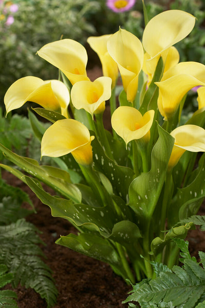 Goldilocks Callas | Order Calla Lily Bulbs online | Bulbs Direct NZ