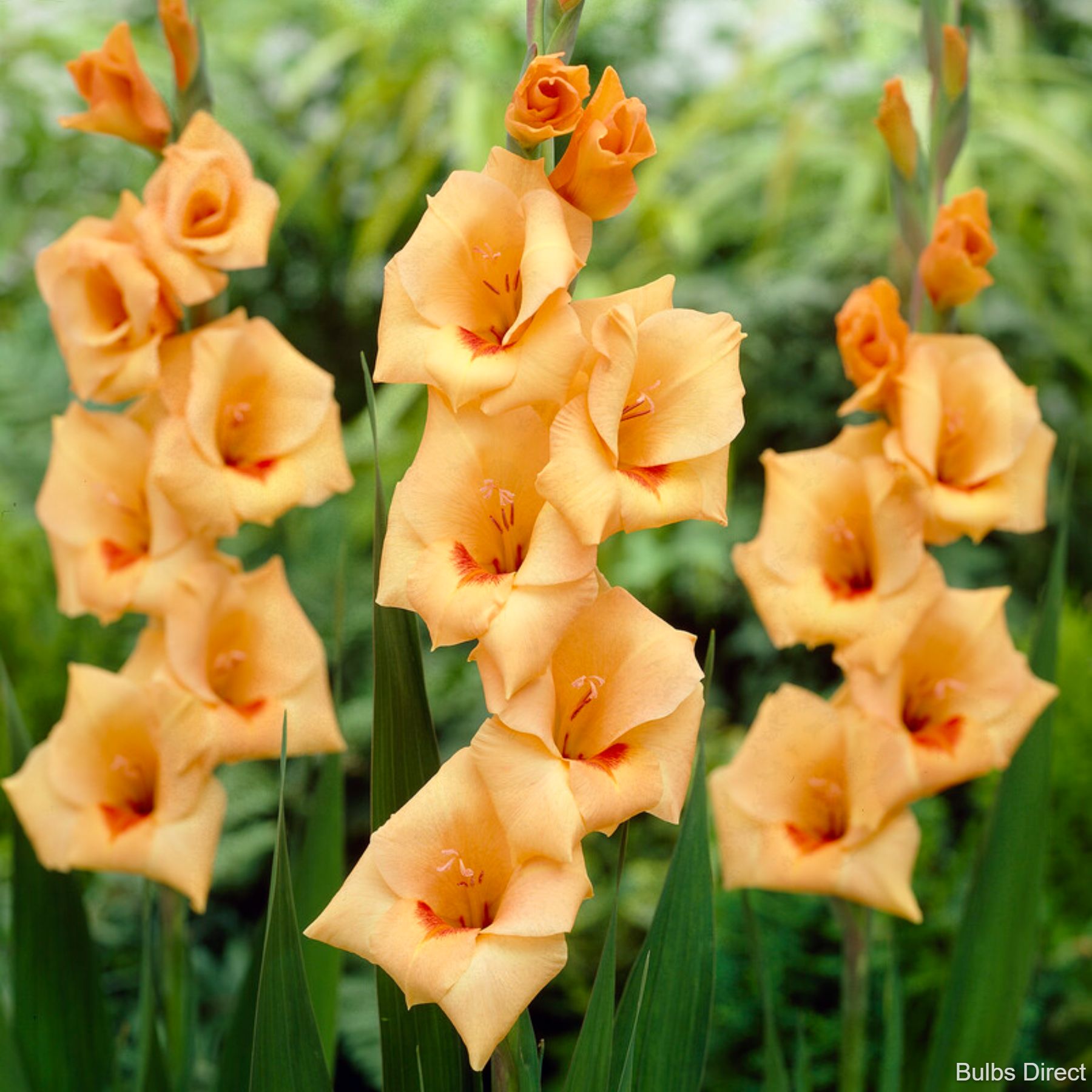 Flevo Beach Gladioli | Order Gladioli Bulbs online - Bulbs Direct NZ