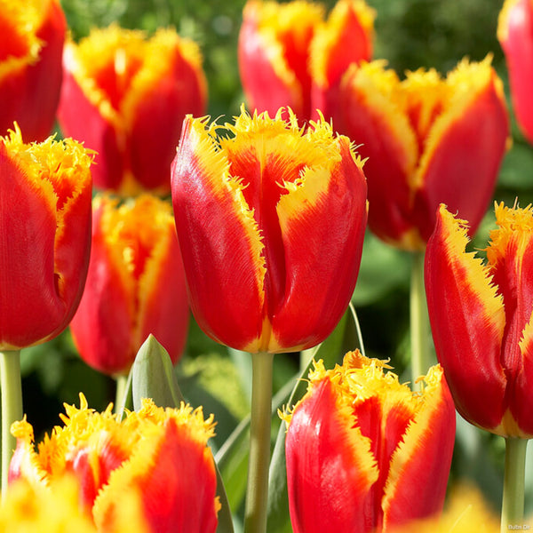 Davenport Tulip | Buy Fabio Tulip Bulbs online | Bulbs Direct NZ