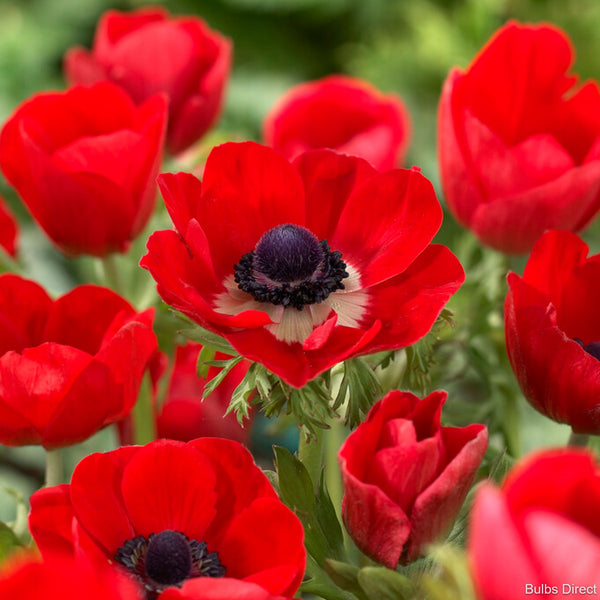 Full Sun Flower Bulbs | Bulbs Direct NZ – Page 3
