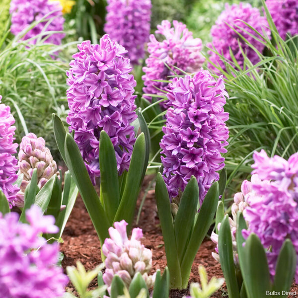 Purple Voice Hyacinth | Order Hyacinth Bulbs online | Bulbs Direct NZ