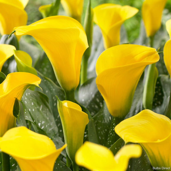 NZ grown Callas | Order Calla Lily Bulbs online - Bulbs Direct NZ