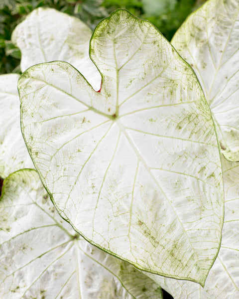 Caladium June Bride – Bulbs Direct