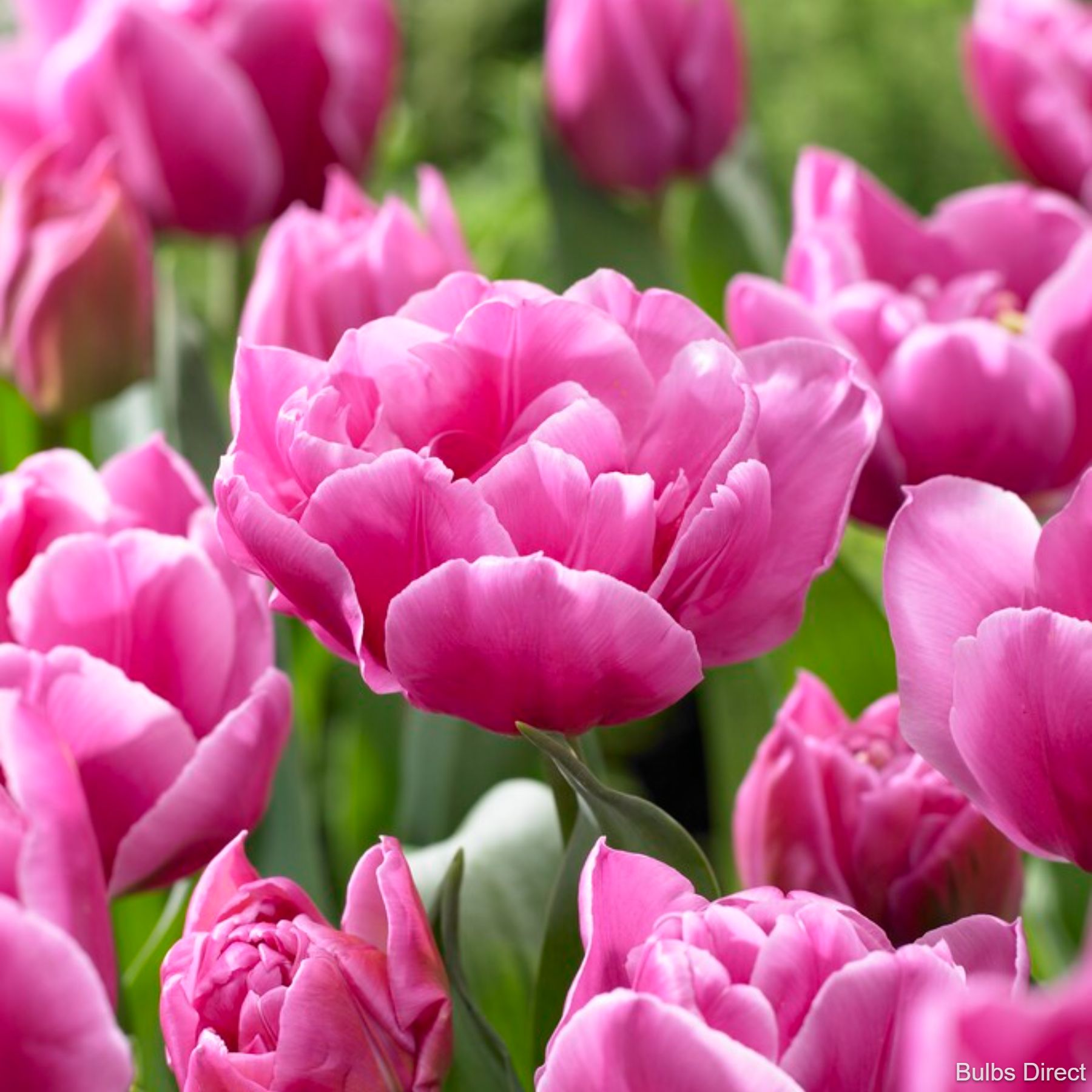 Double Princess Tulips | Buy Tulip Bulbs online | Bulbs Direct NZ