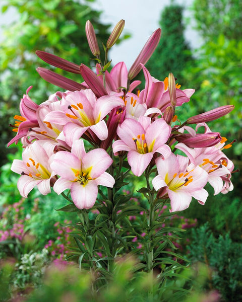 Pink Planet Lily | Order Lily Bulbs online | Bulbs Direct NZ