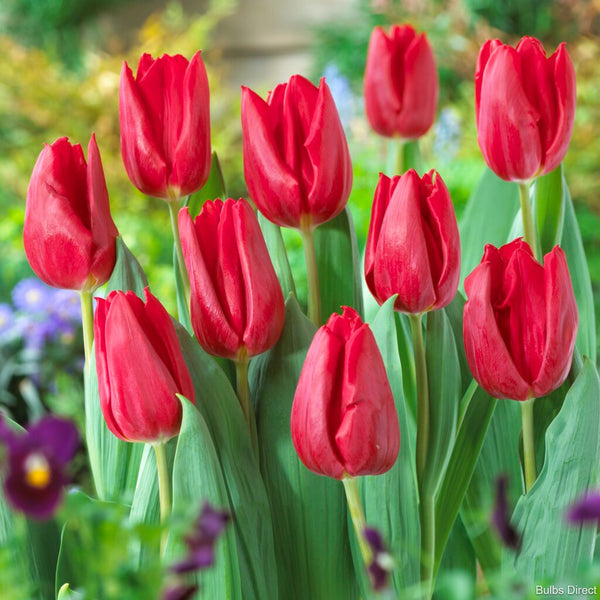 Tulip First Star | Buy Tulip Bulbs Online | Bulbs Direct NZ