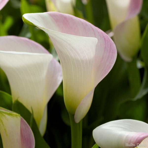 Pink Callas | Order Calla Lily Bulbs online | Bulbs Direct