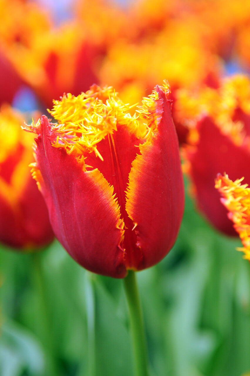 Fabio Tulip | Buy Fabio Tulip Bulbs online | Bulbs Direct NZ