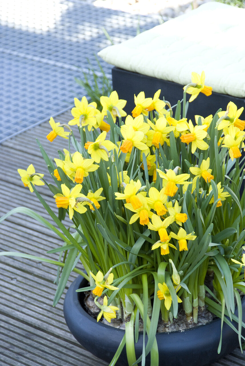 Jetfire Daffodils | Order Daffodil Bulbs online | Bulbs Direct NZ