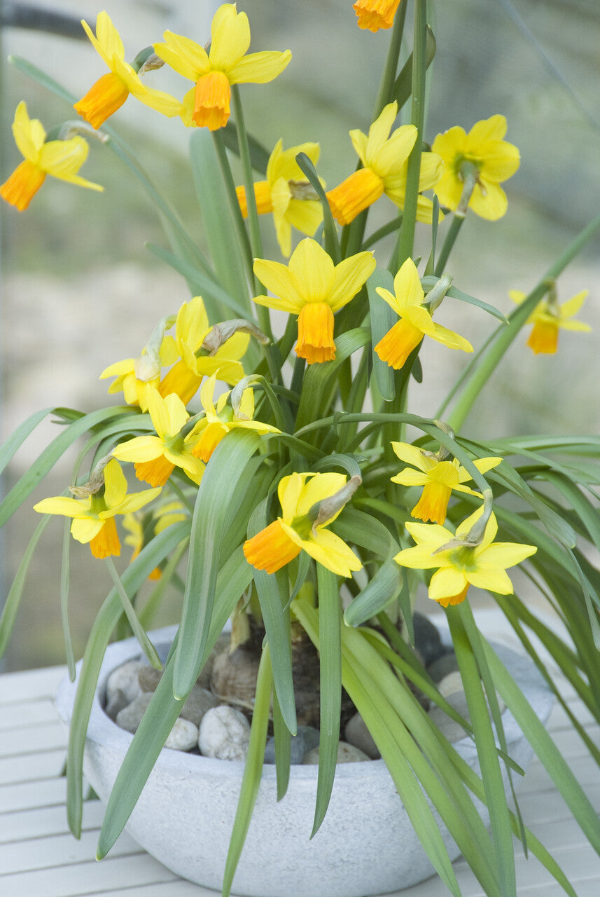 Jetfire Daffodils | Order Daffodil Bulbs online | Bulbs Direct NZ