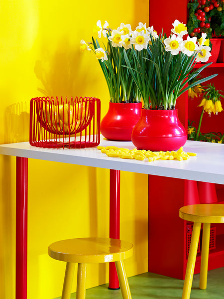Goblet Daffodil | Order Daffodil Bulbs online | Bulbs Direct NZ