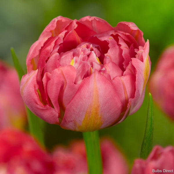 Full Sun Flower Bulbs | Bulbs Direct NZ – Page 2
