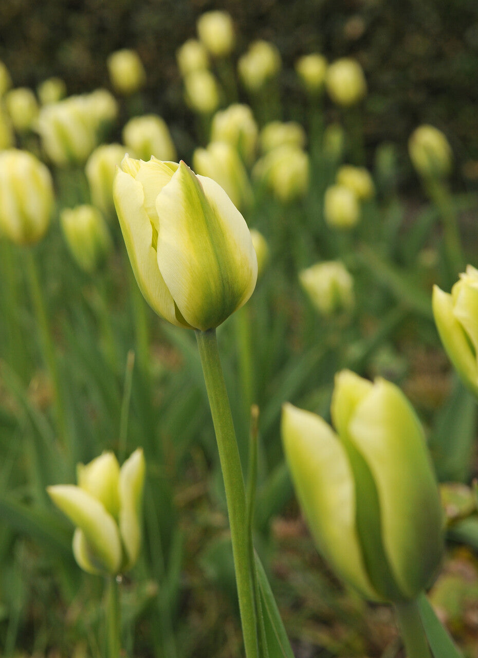 Spring Green Tulips | Buy Tulip Bulbs online | Bulbs Direct NZ