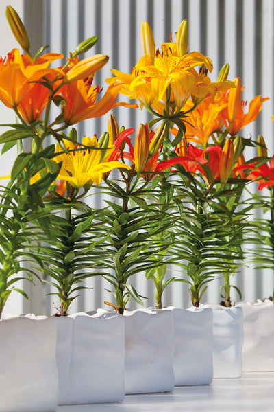 Golden Matrix Asiatic Lily | Order Lily Bulbs online | Bulbs Direct NZ