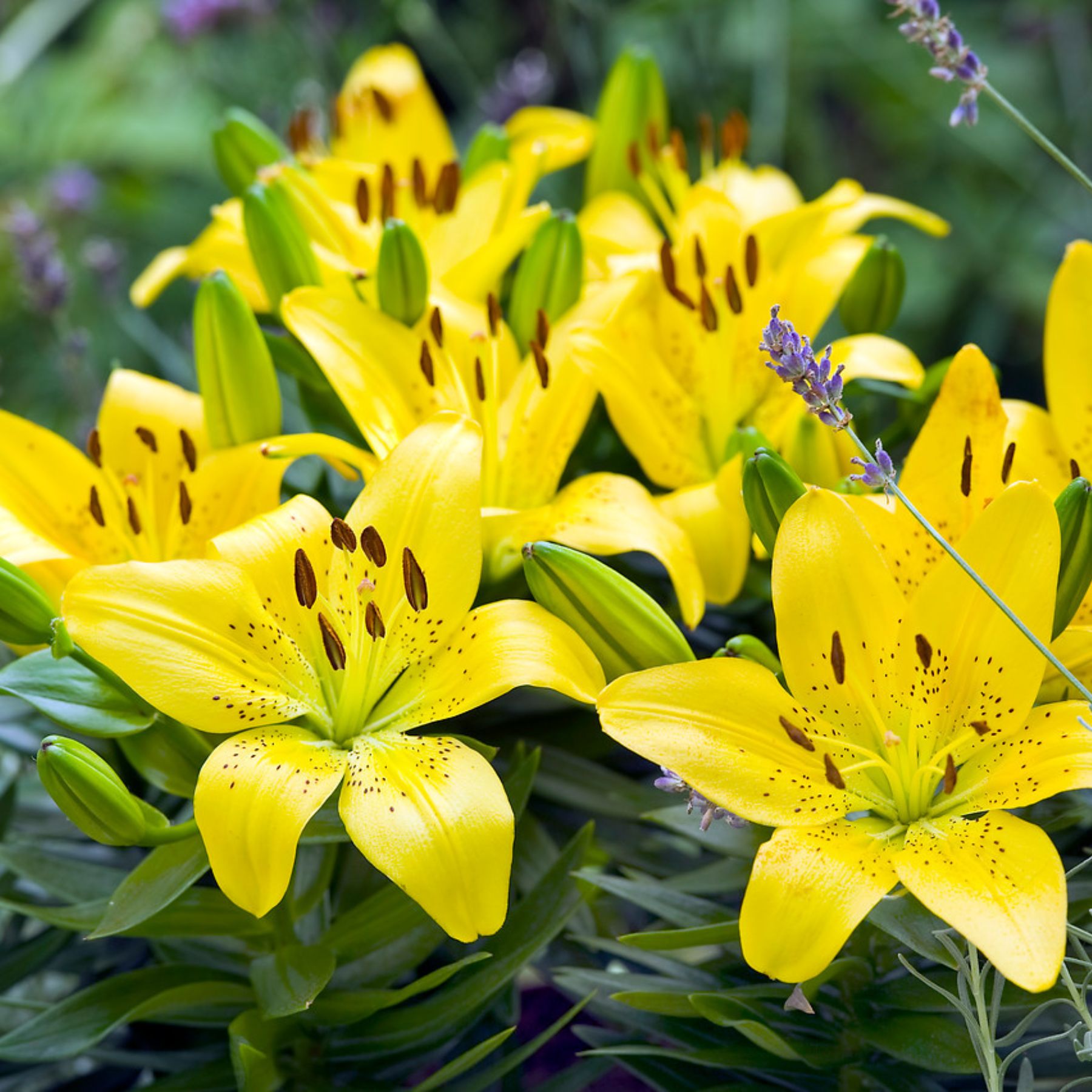 Golden Matrix Asiatic Lily | Order Lily Bulbs online | Bulbs Direct NZ