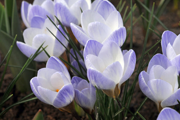 Blue Pearl Crocus | Order Crocus Bulbs online | Bulbs Direct NZ