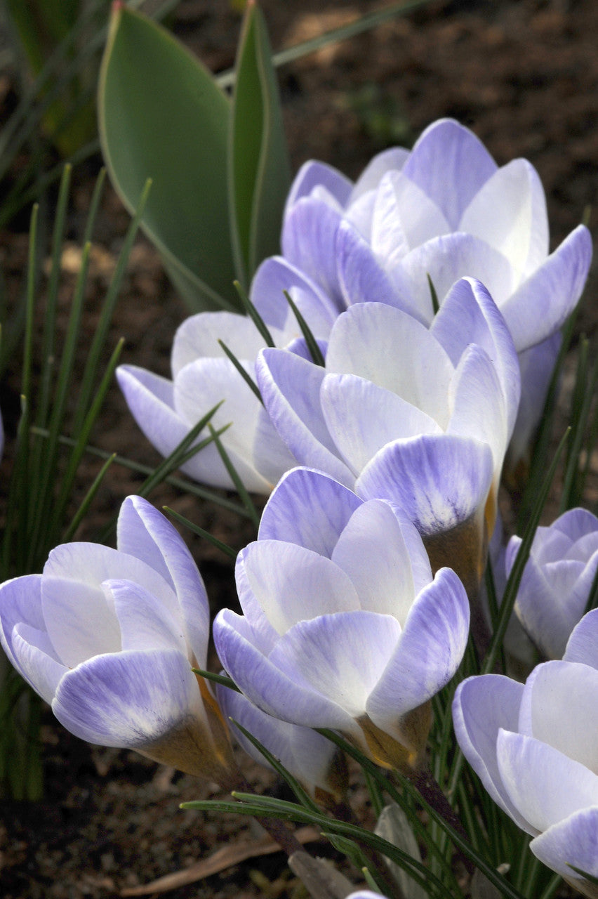 Blue Pearl Crocus | Order Crocus Bulbs online | Bulbs Direct NZ