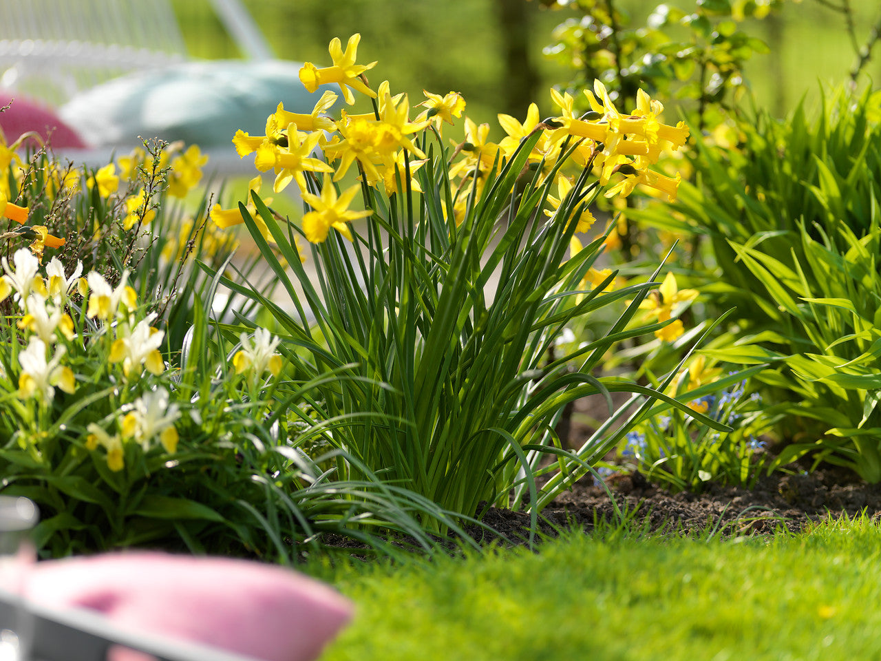 Jetfire Daffodils | Order Daffodil Bulbs online | Bulbs Direct NZ