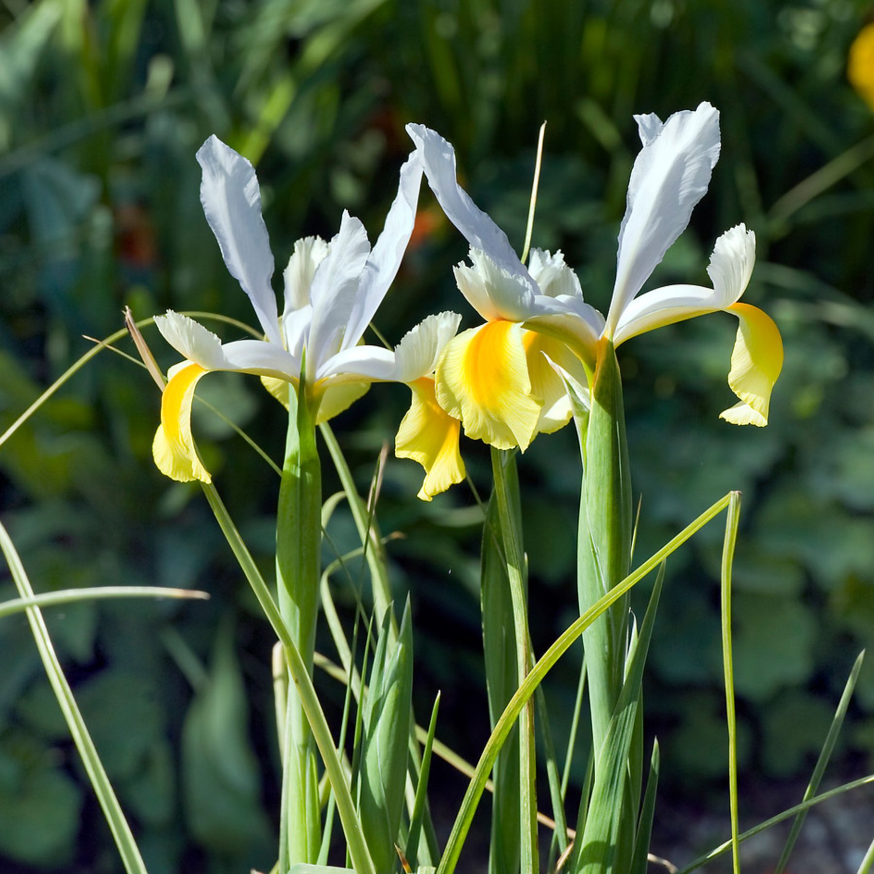 Apollo Dutch Iris | Order Dutch Iris Bulbs Online | Bulbs Direct NZ