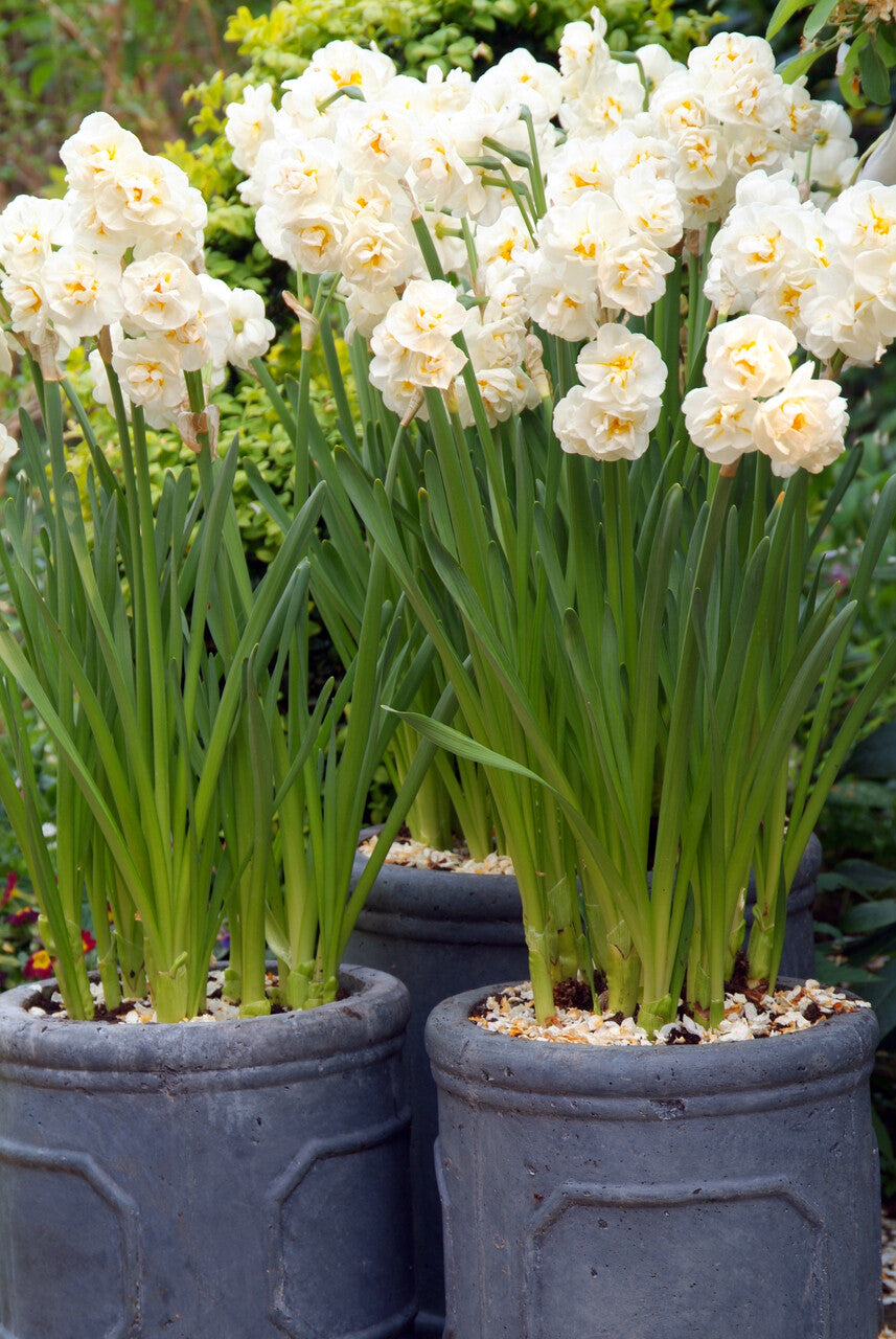 Bridal Crown Daffodil | Order Daffodil Bulbs online | Bulbs Direct NZ