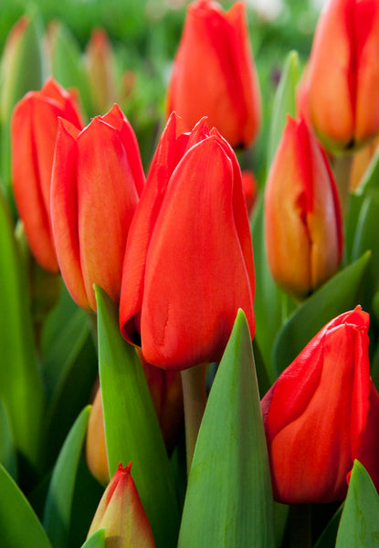 Lalibela Tulips | Order your Tulip Bulbs online | Bulbs Direct NZ
