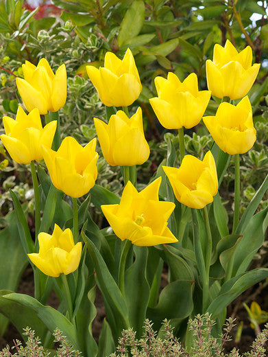 Friendship Tulip | Buy Tulip Friendship Bulbs online | Bulbs Direct NZ