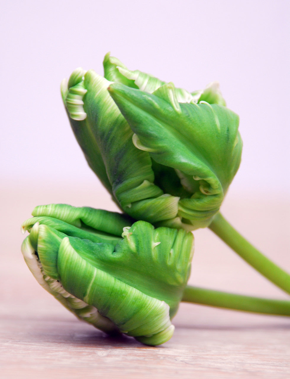 Super Parrot Tulip | Buy Tulip Bulbs online | Bulbs Direct NZ
