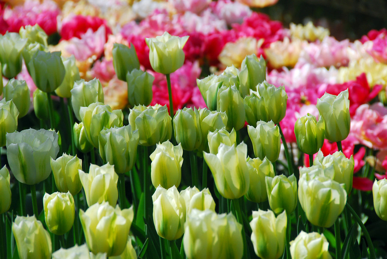 Spring Green Tulips | Buy Tulip Bulbs online | Bulbs Direct NZ