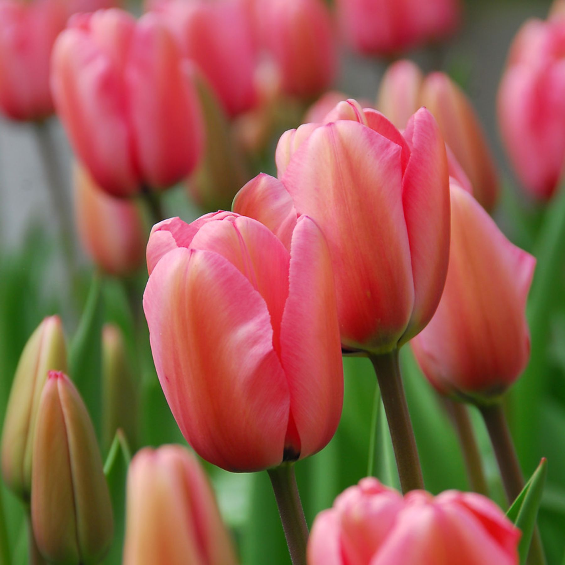 Pink Impression Tulips | Buy Tulip Bulbs online | Bulbs Direct NZ