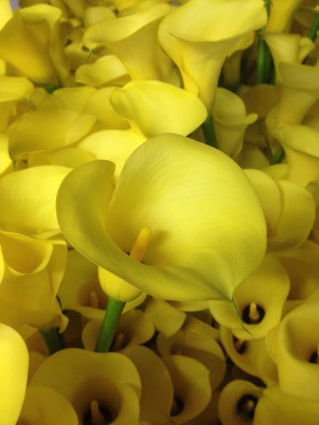 Black Magic Calla Lilies | Buy Calla Bulbs online | Bulbs Direct NZ