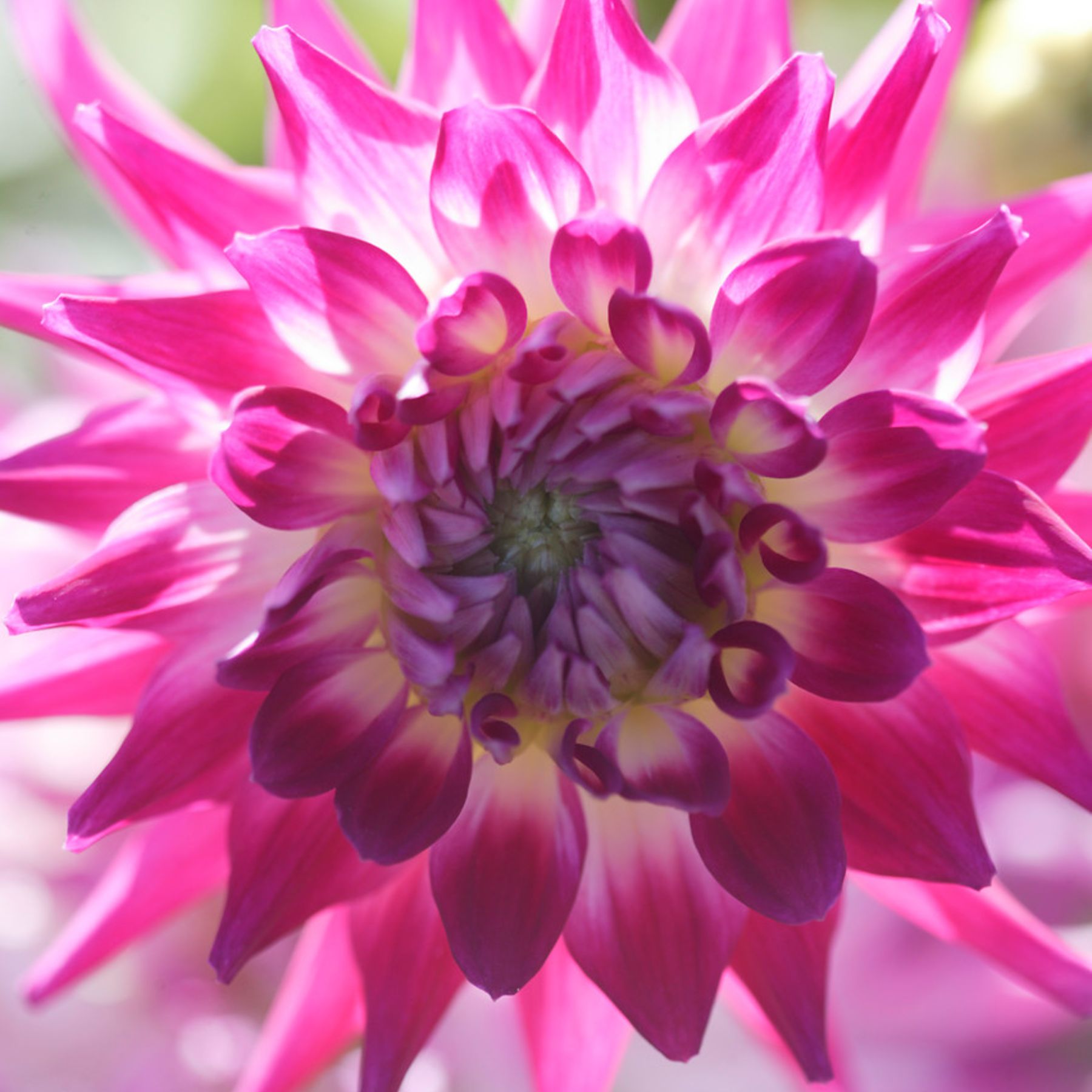 Dutch Explosion Dahlia | Order Dahlia Tubers online - Bulbs Direct NZ