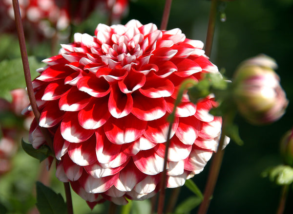Checkers Dahlia | Order Dahlia Tubers online - Bulbs Direct NZ
