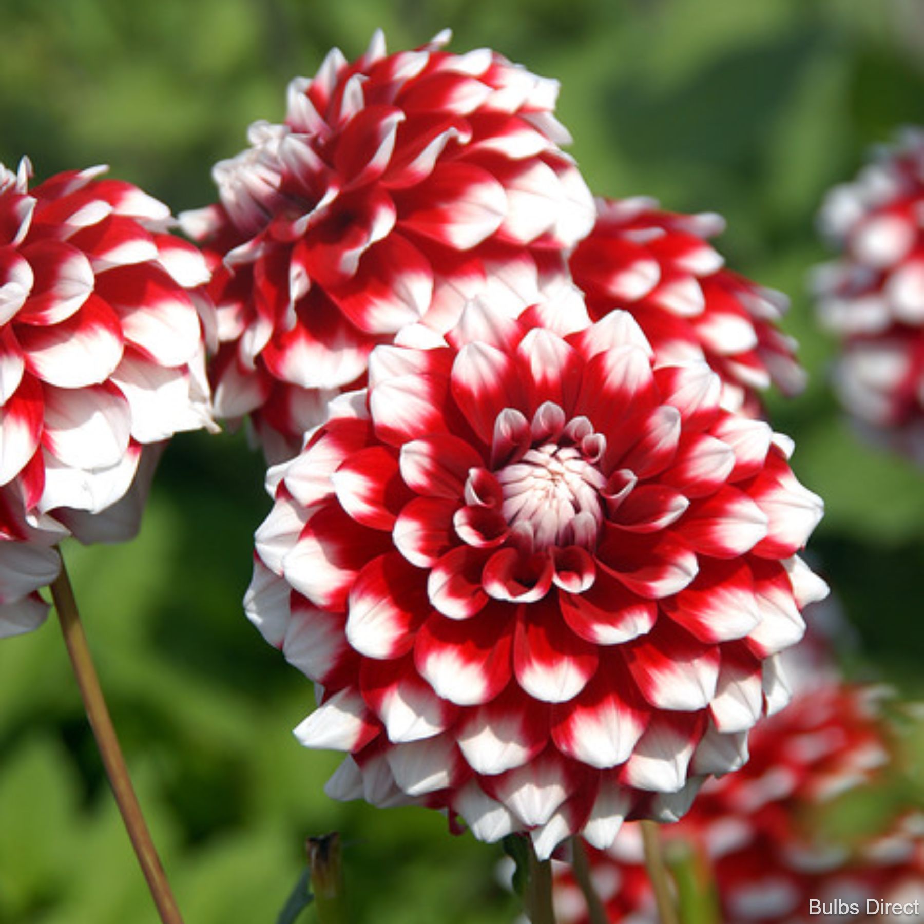 Checkers Dahlia | Order Dahlia Tubers online - Bulbs Direct NZ