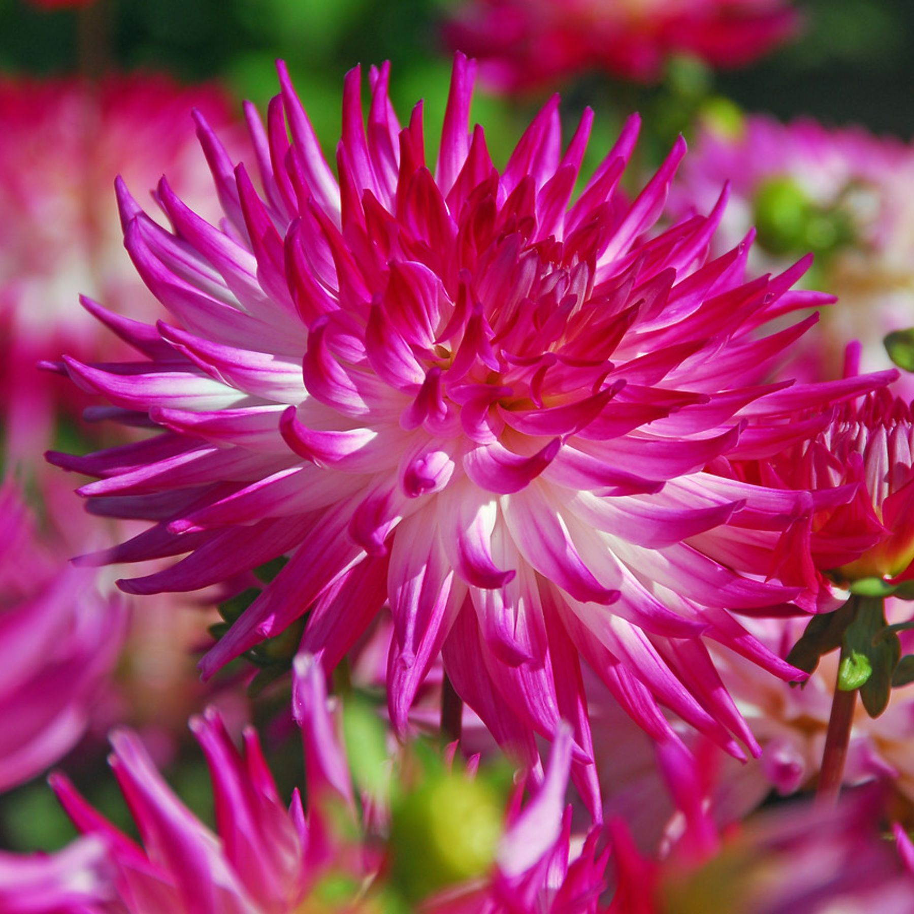 Dutch Explosion Dahlia | Order Dahlia Tubers online - Bulbs Direct NZ
