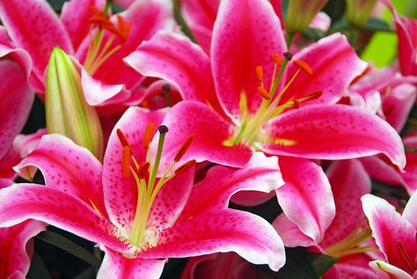 Starlight Express Oriental Lily | Buy Lily Bulbs online | Bulbs Direct NZ