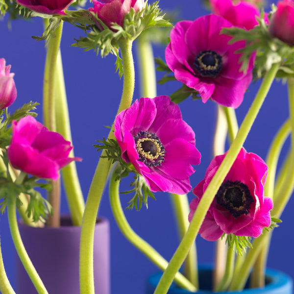 Full Sun Flower Bulbs | Bulbs Direct NZ – Page 2
