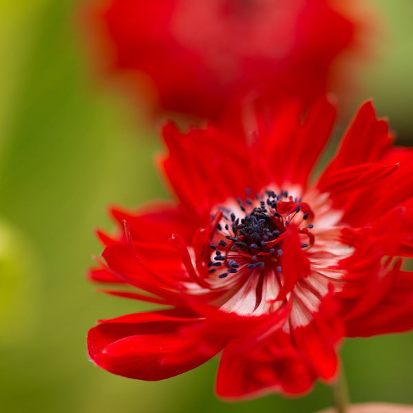 Full Sun Flower Bulbs | Bulbs Direct NZ – Page 2