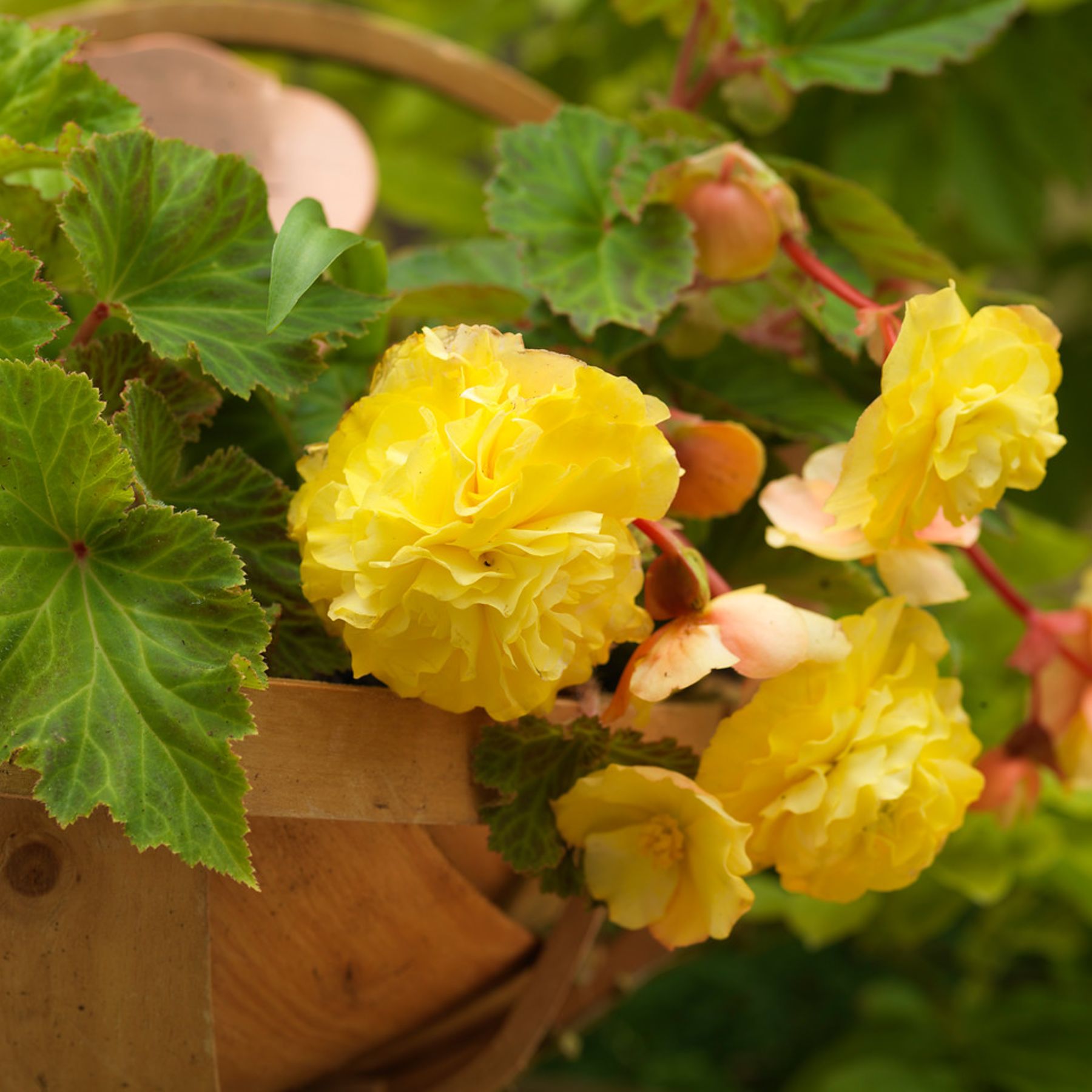 Molten Gold Begonia | Order Begonia Tubers online - Bulbs Direct NZ