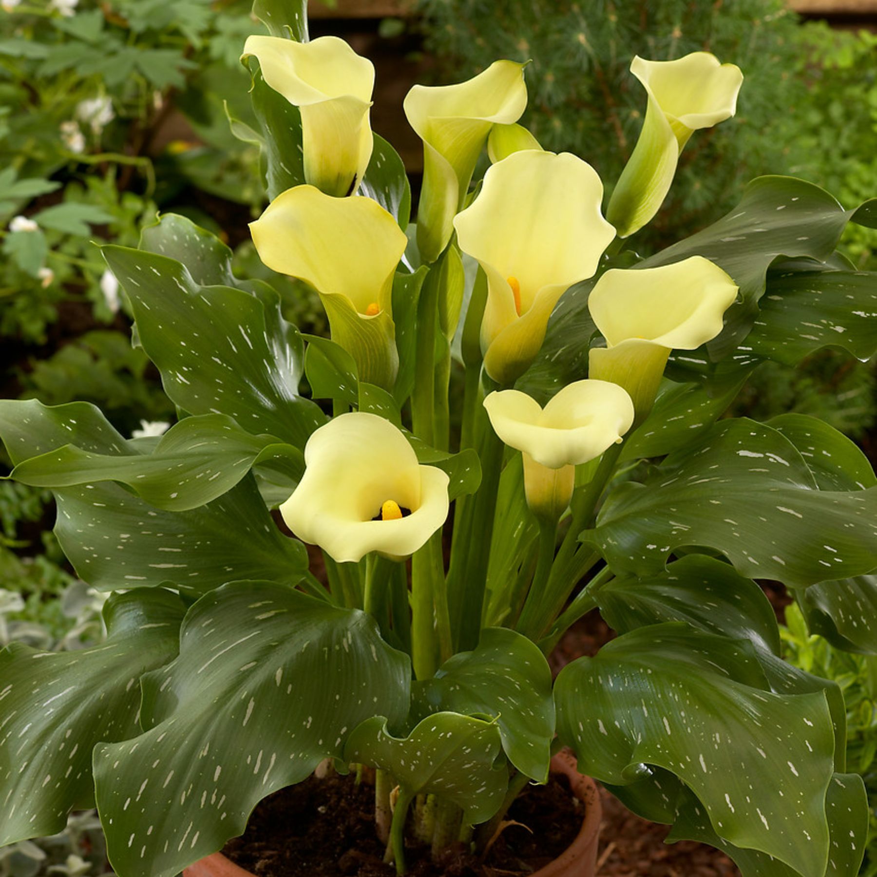 Tiny Lemon Callas | Order Calla Lily Bulbs online | Bulbs Direct NZ