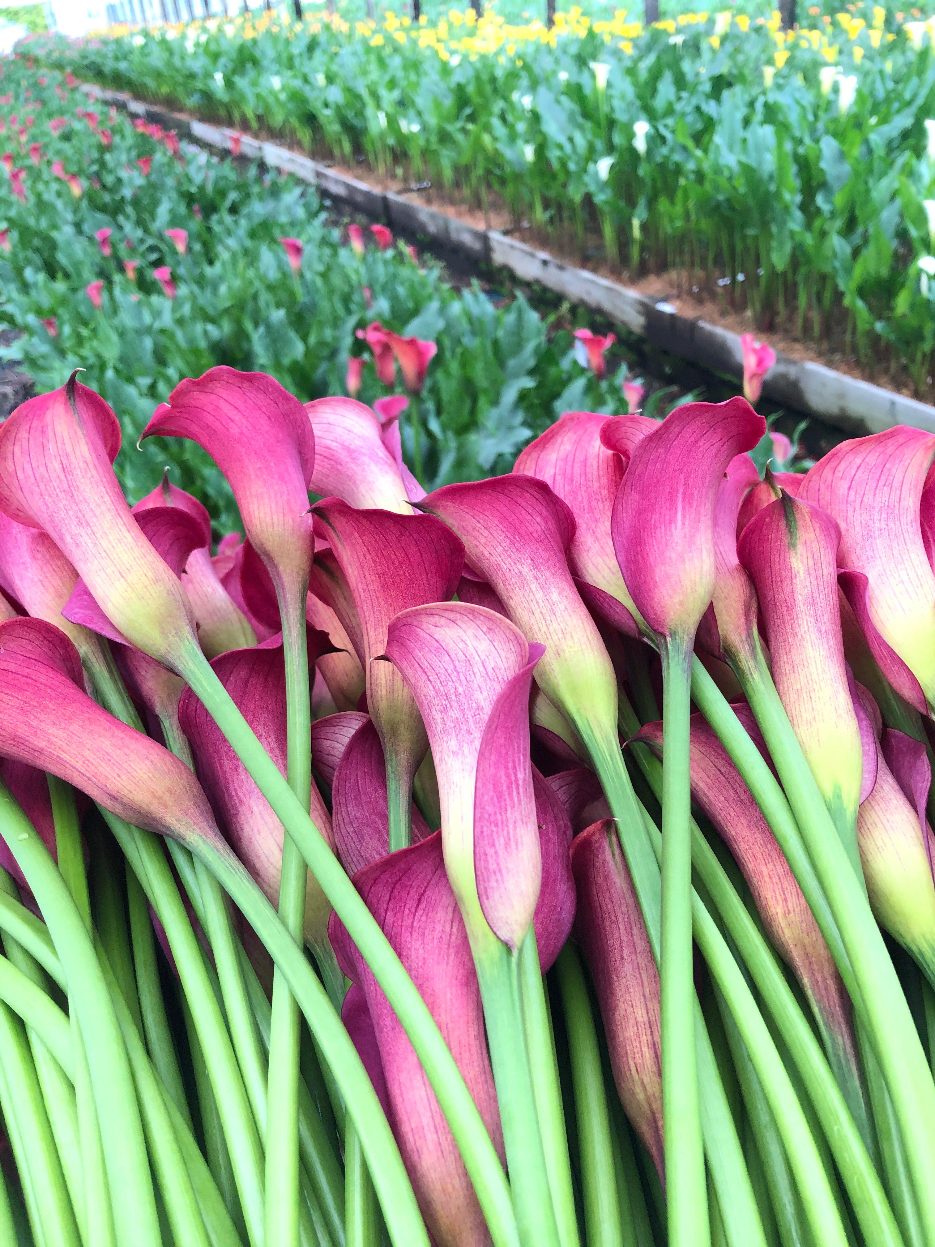 Plum Beauty Callas | Order Calla Lily Bulbs online | Bulbs Direct NZ