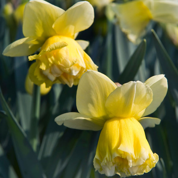Art Design Daffodil | Order Daffodil Bulbs online | Bulbs Direct NZ