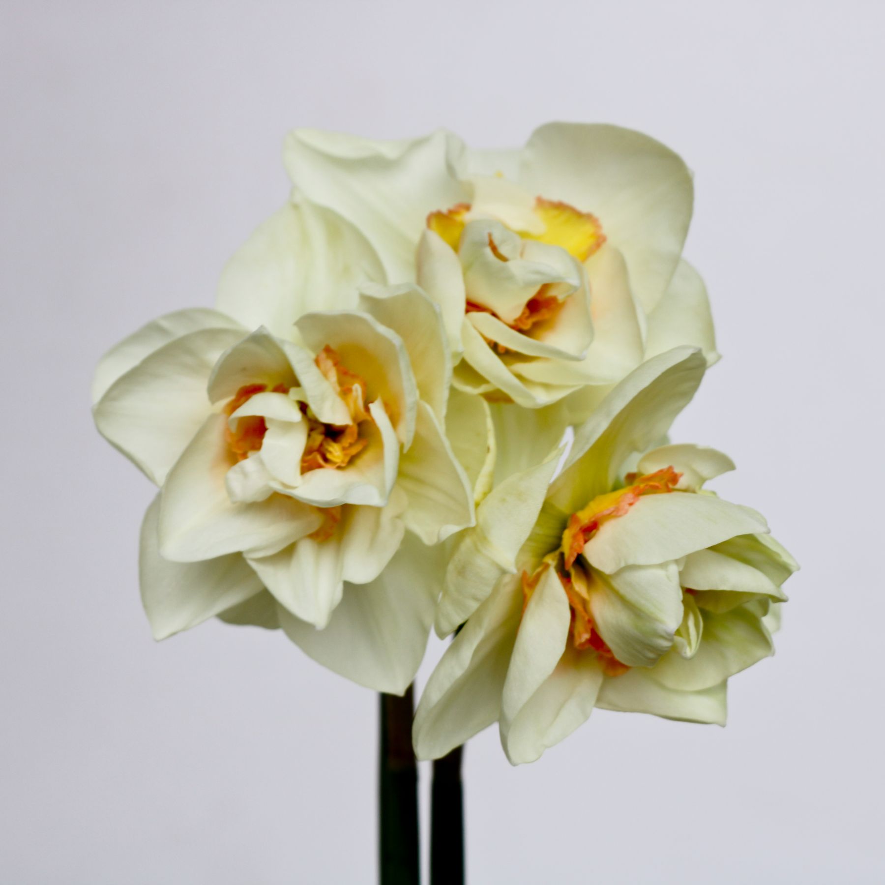Cotton Candy Daffodil | Order Daffodil Bulbs online | Bulbs Direct NZ
