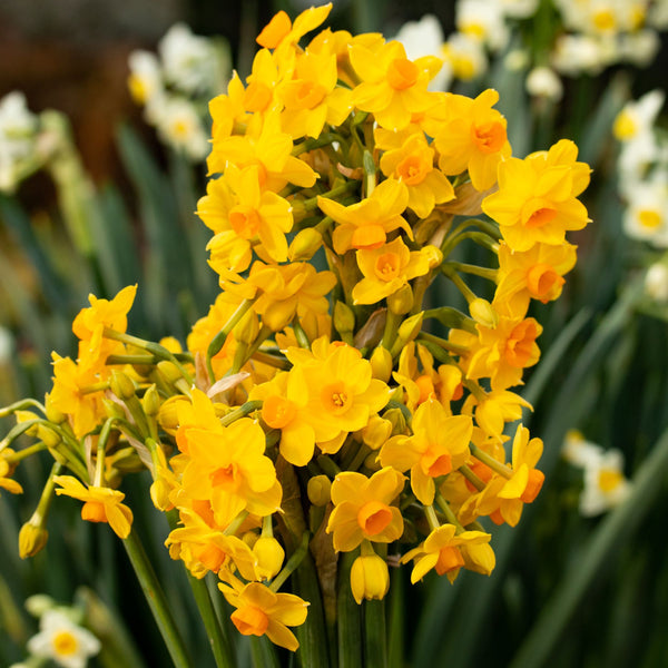 Soleil D'Or Daffodils | Order Daffodil Bulbs online | Bulbs Direct NZ