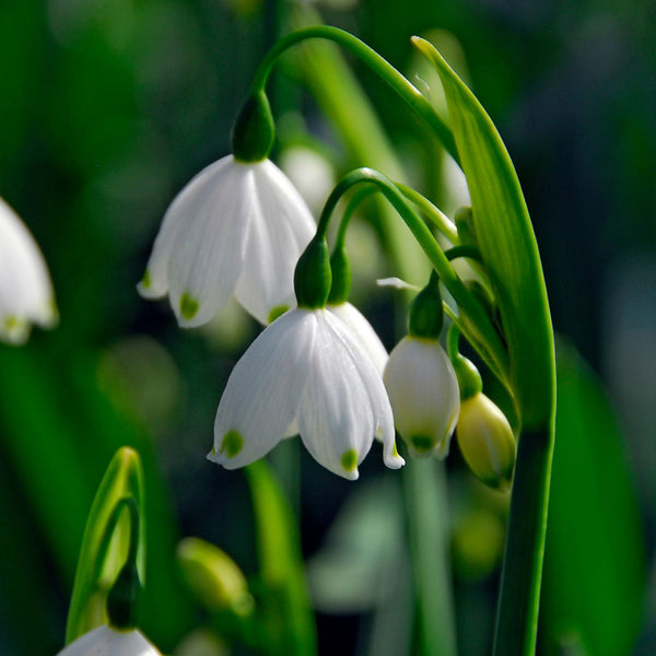 Snowflakes Daffodils | Order Daffodil Bulbs online | Bulbs Direct NZ