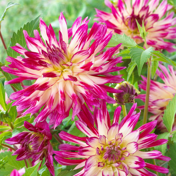 Full Sun Flower Bulbs | Bulbs Direct NZ – Page 2
